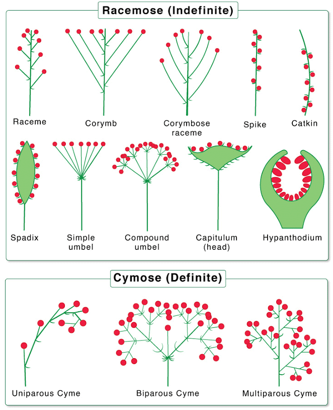 Important Notes for NEET: Morphology of Flowering Plants | Biology Class 11