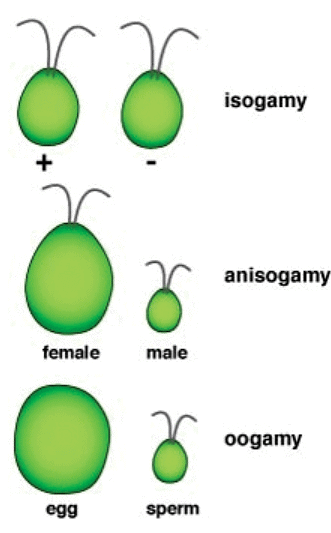Sexual Reproduction - Biology for Grade 12 PDF Download