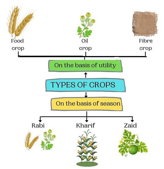 Crops and their Safety - Science Class 5 PDF Download