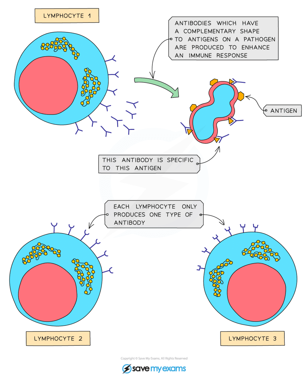 Antigens and Antibodies - Year 9 PDF Download Antigens and Antibodies - Year 9 PDF Download