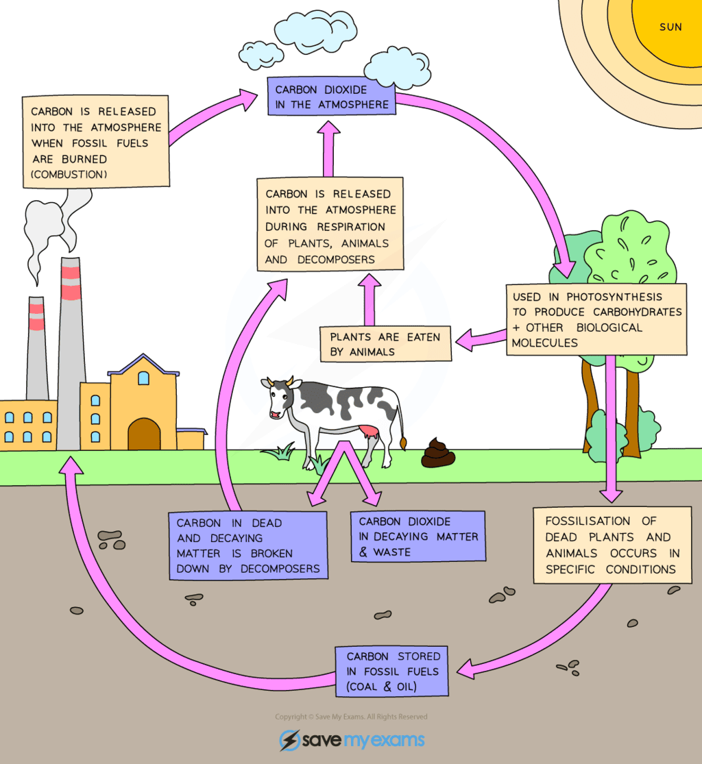 Nutrient Cycles - Year 9 PDF Download