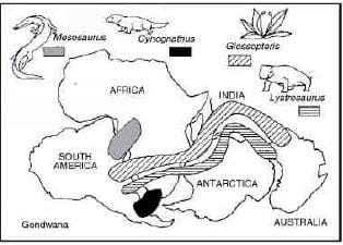 Lystrosaurus Continental Drift