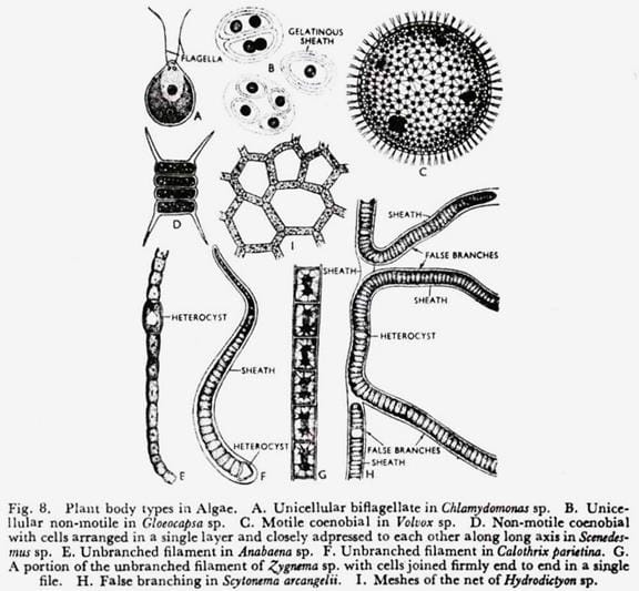 Structure of Algae (With Diagram) - Class 9 PDF Download