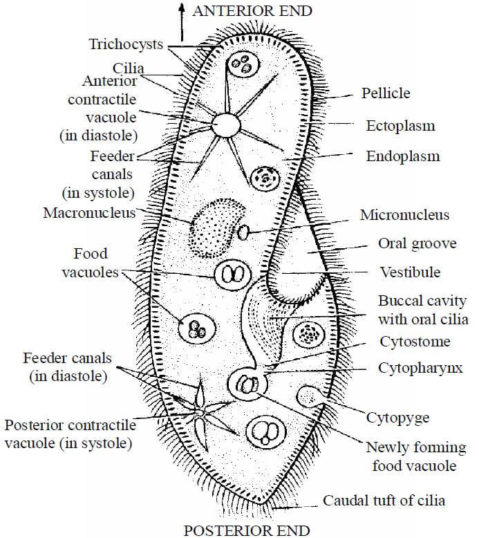 BIOLOGICAL CLASSIFICATION - Botany PDF Download