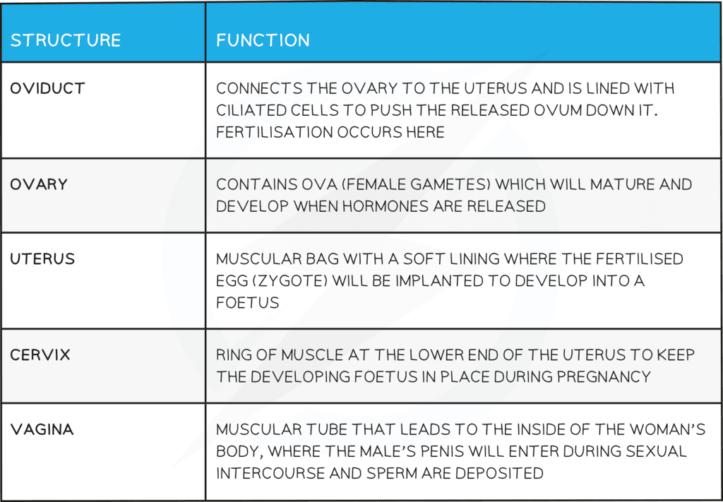 Sexual Reproduction in Humans - Year 9 PDF Download