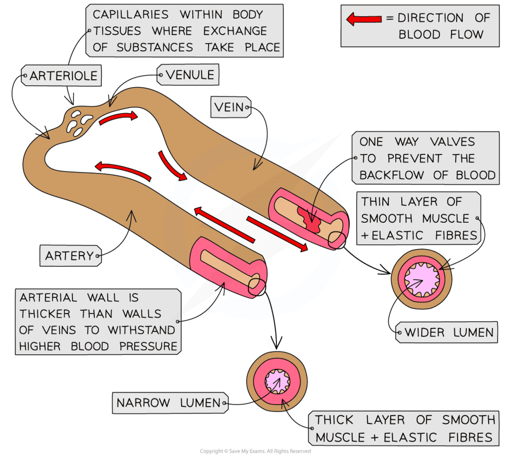 Structure and Function of Blood Vessels - Year 9 PDF Download