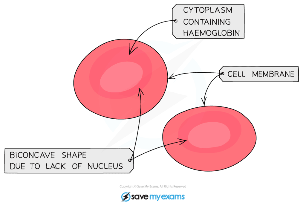 Organisation of Cells - Year 9 PDF Download