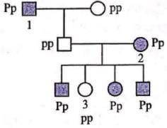 Pedigree Analysis (NCERT) Free MCQ Practice Test with Solutions - NEET