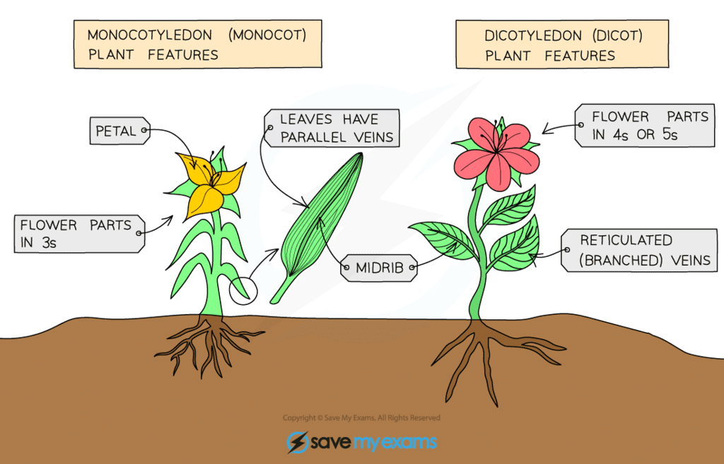 Features of Organisms - 2 - Year 9 PDF Download Features of Organisms - 2 - Year 9 PDF Download