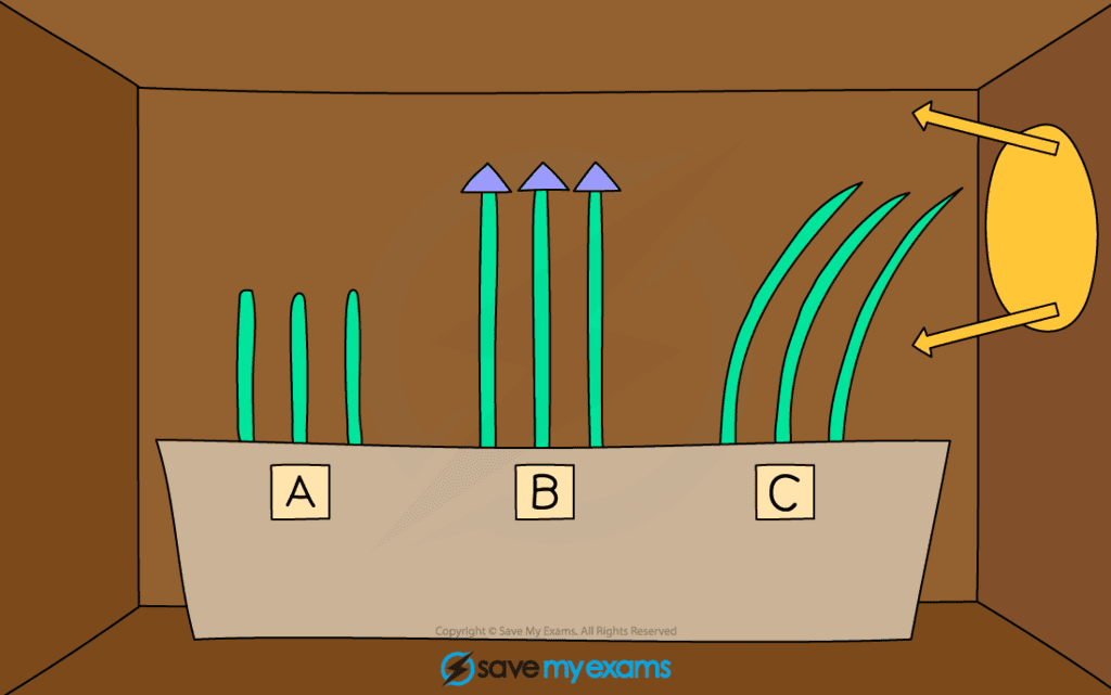 Tropisms - Year 9 PDF Download