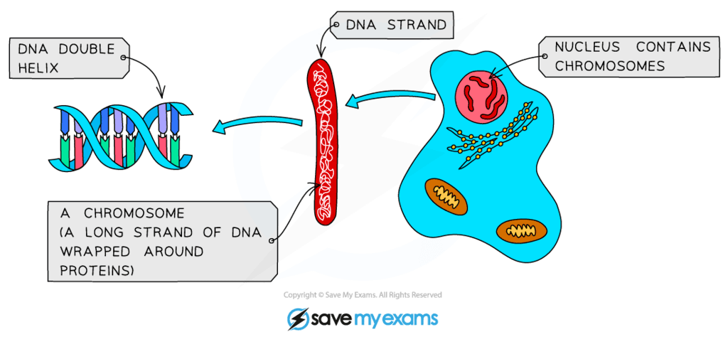 DNA Structure - Year 9 PDF Download
