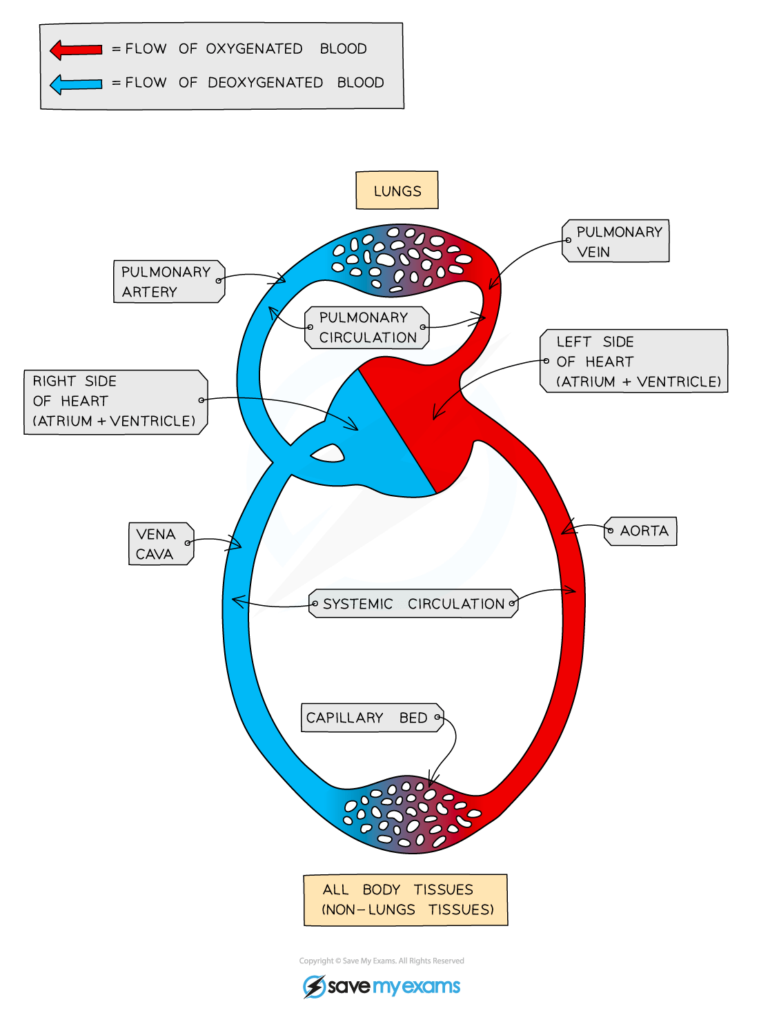 Circulatory System - 2 - Year 9 PDF Download