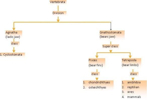 Animal kingdom revision notes - NEET PDF Download