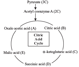 Choose the correct combination of labeling the number of carbon ...