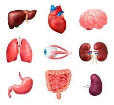 Cells, tissues, organs and organ systems - Year 7 Biology (Cambridge ...