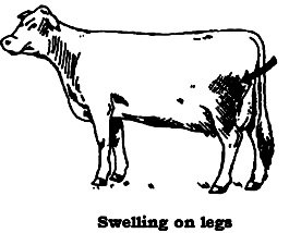 The animal gets swelling on hind quarters, shoulders and neck, limps ...